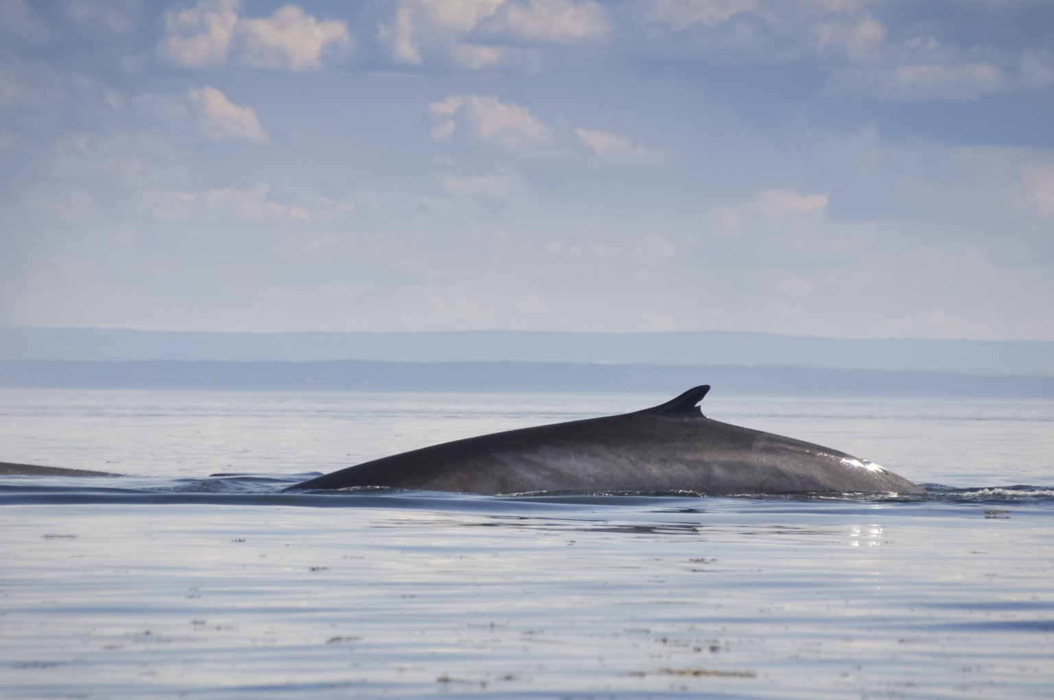 Deep dive...into Fin whales - WeWhale