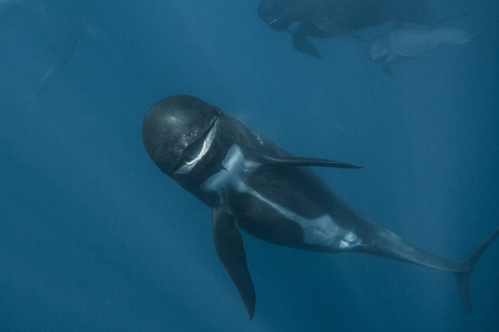 Deep dive...into Pilot whales - WeWhale