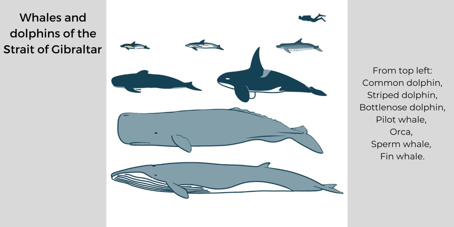 The Strait of Gibraltar as a habitat - WeWhale