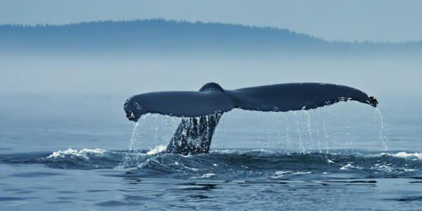 Deep dive...into Humpback whales - WeWhale