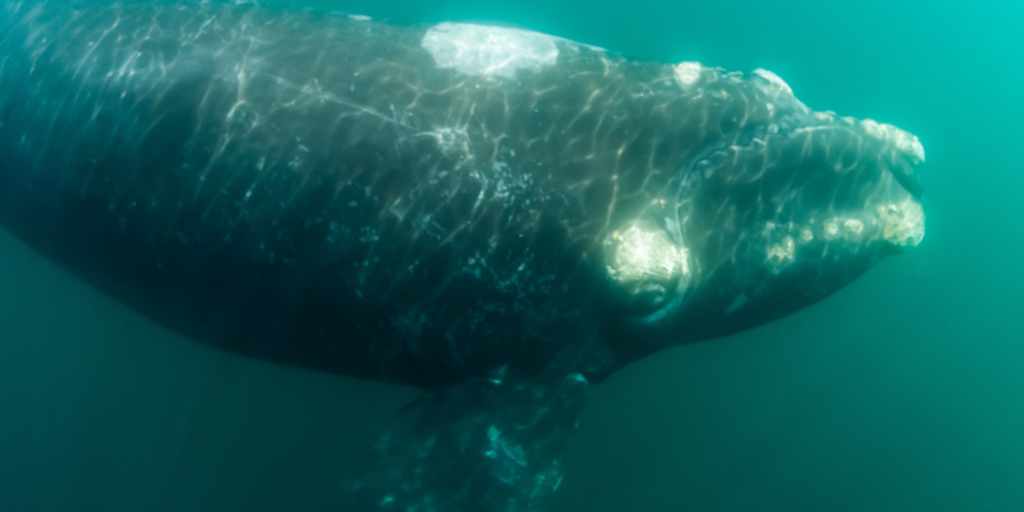 Deep dive...into Right whales - WeWhale