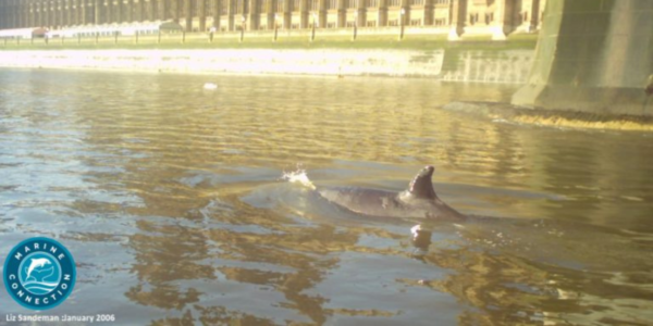 Whales That Made a Mark on the World: The Thames Whale - WeWhale
