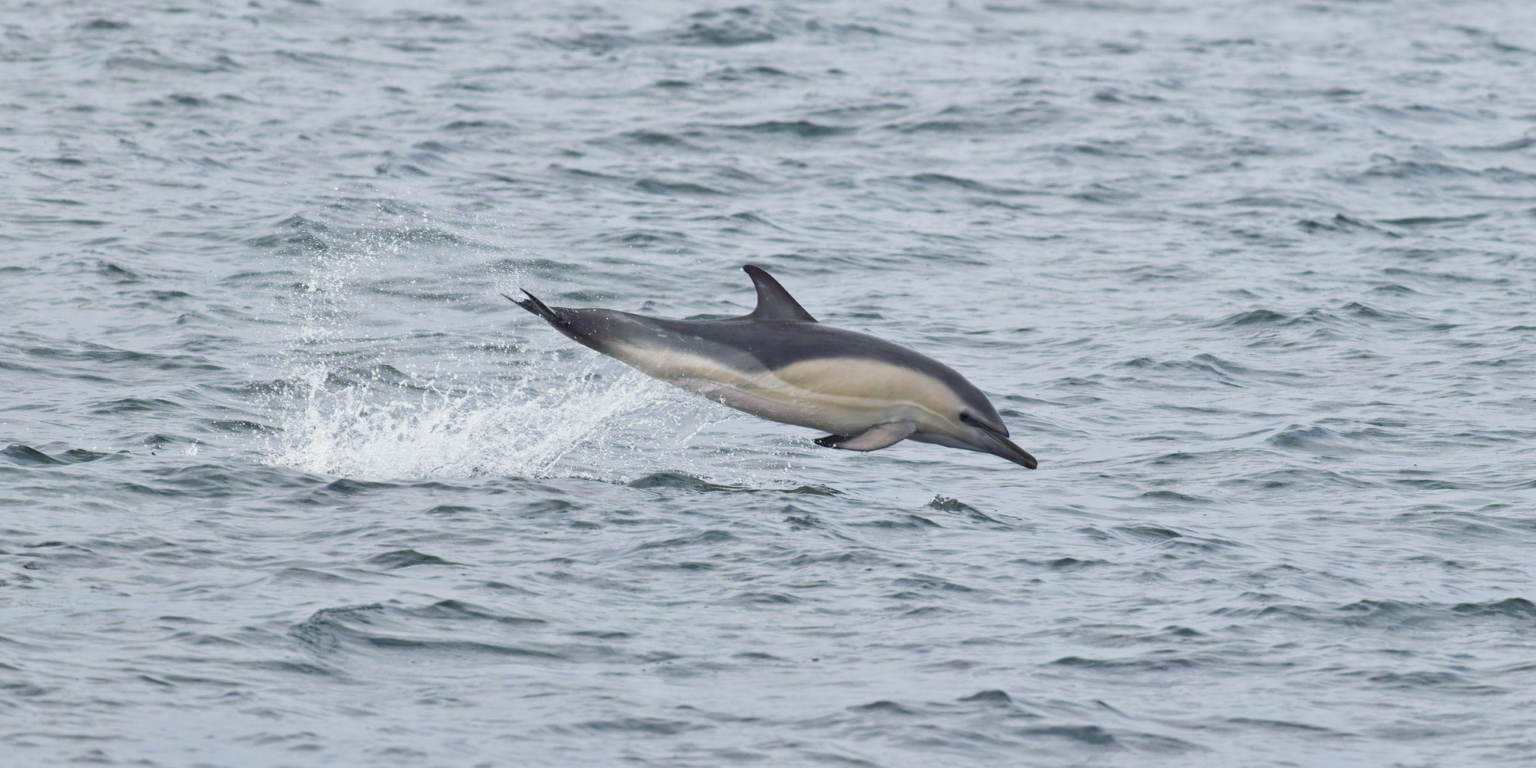 Deep dive into...Common dolphins - WeWhale