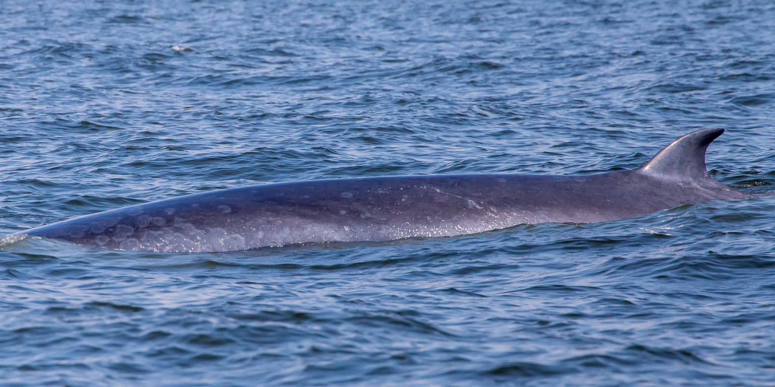 Deep dive…into Bryde’s whales - WeWhale