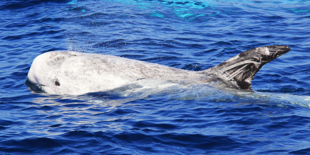 Deep dive...into Risso's dolphins - WeWhale