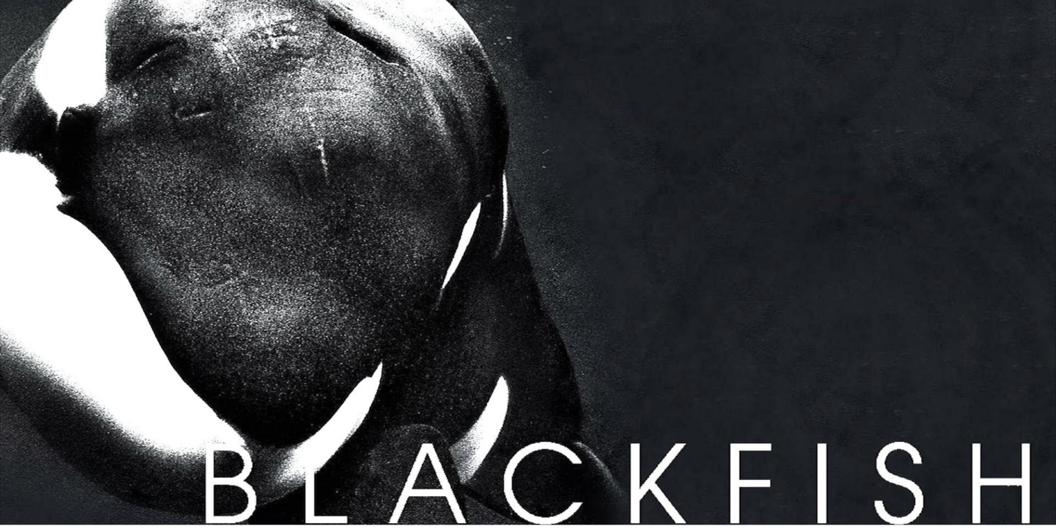 Whales That Made a Mark on the World: Tilikum - WeWhale