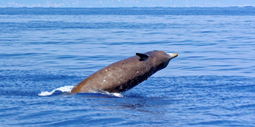 Deep dive...into Cuvier's beaked whales - WeWhale