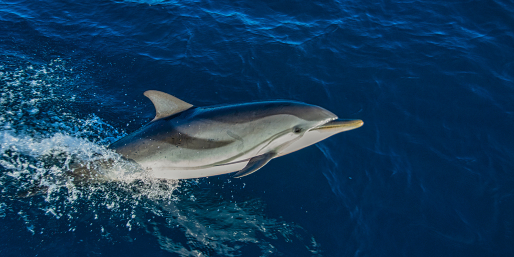 Deep dive…into Striped dolphins - WeWhale