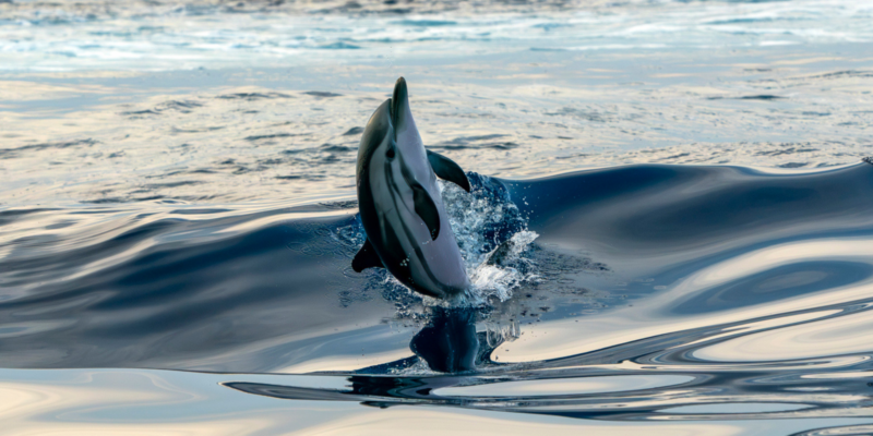 Deep dive…into Striped dolphins - WeWhale