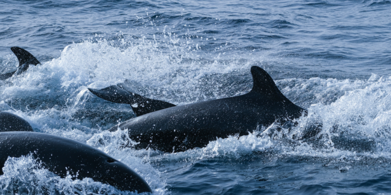Deep dive…into False killer whales - WeWhale