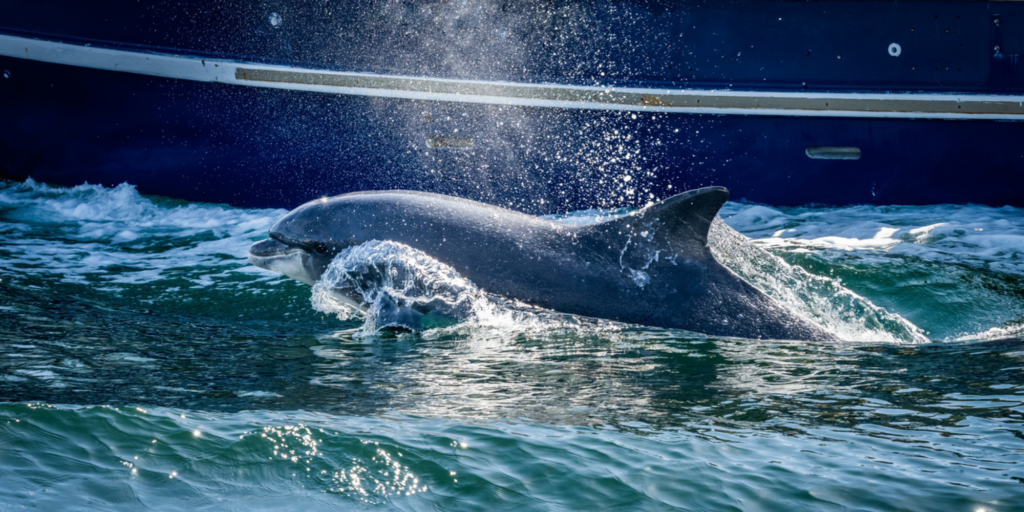 Dolphins That Made a Mark on the World: Fungie - WeWhale