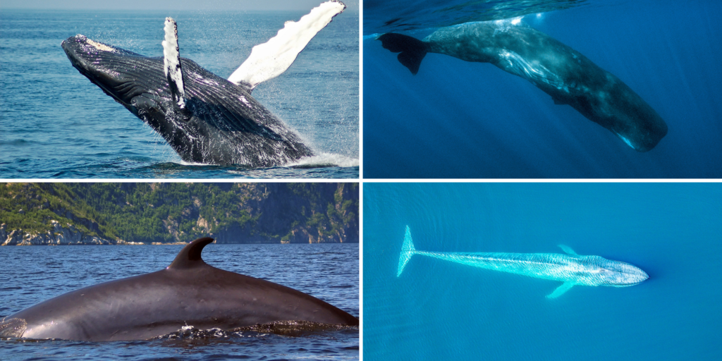 Good News Stories about Whale Populations - WeWhale